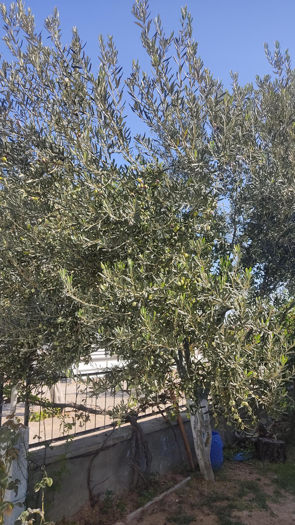 Zeytin (Olea europaea) Bitkisi: Tarihçesi, Özellikleri ve Etimolojisi ...