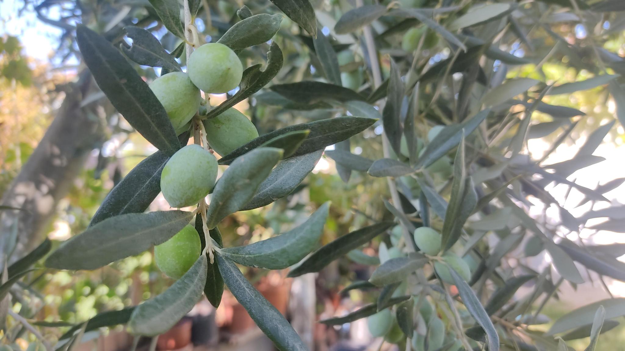 Zeytin (Olea europaea) Bitkisi: Tarihçesi, Özellikleri ve Etimolojisi ...