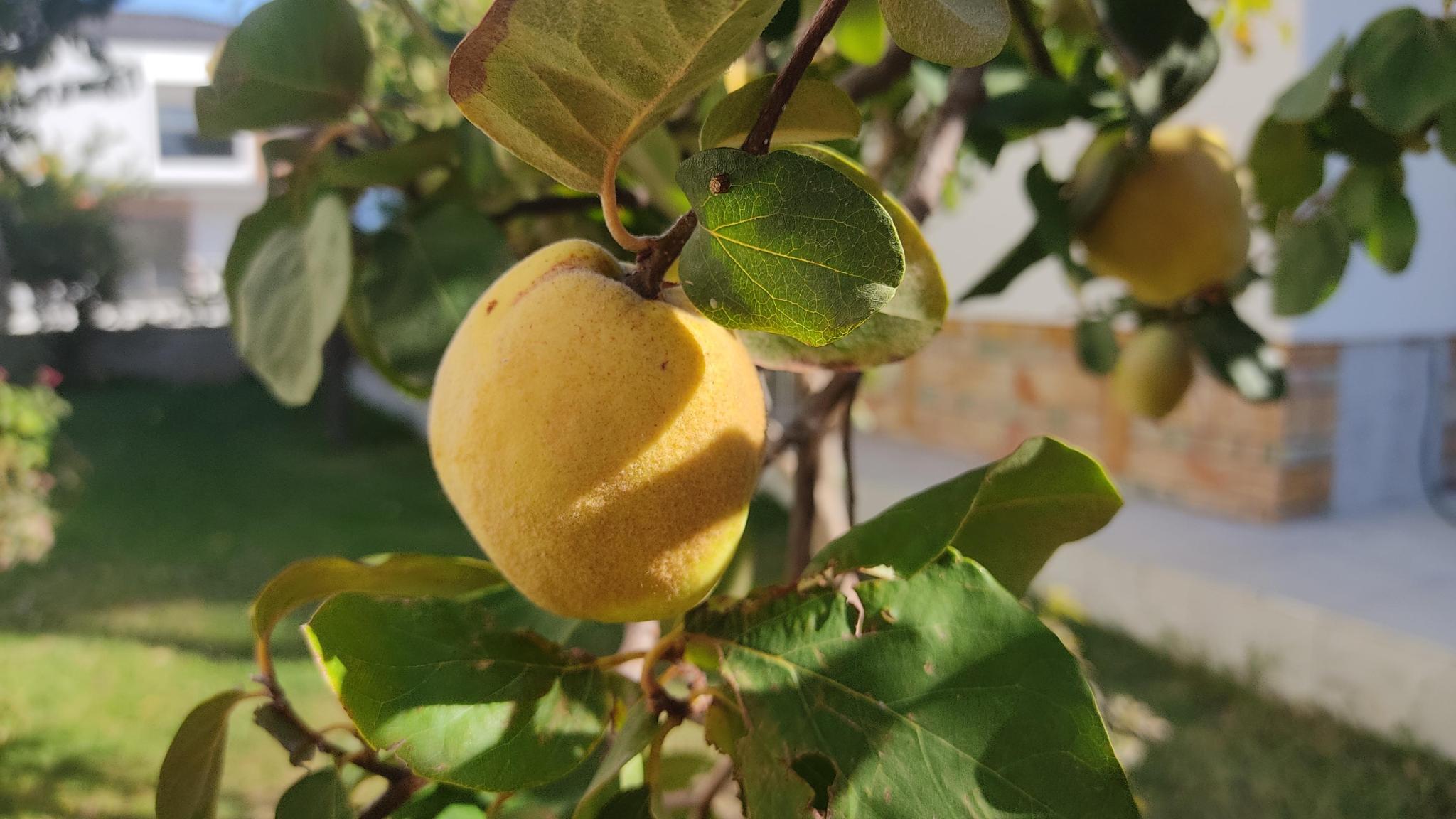 Ayva (Cydonia oblonga): Lezzeti ve Faydalarıyla Dikkat Çeken Bir Meyve ...