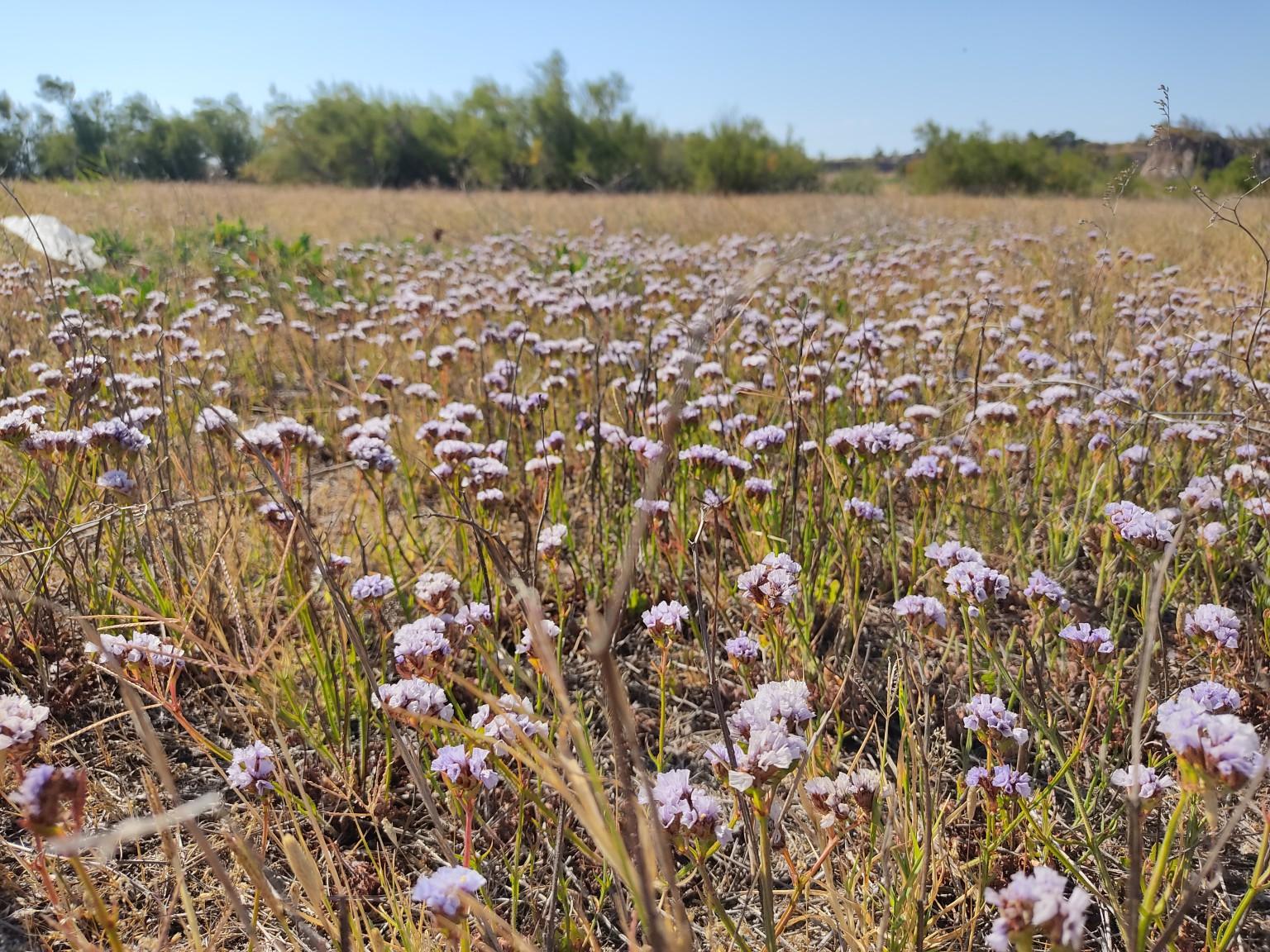 Deniz lavantası : Ahalim