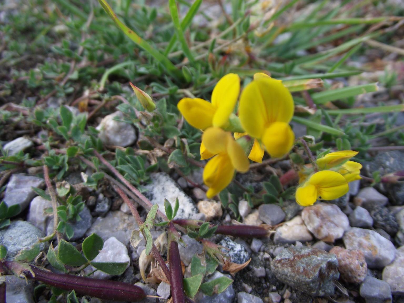 Gazelboynuzu (Lotus corniculatus) Hakkında Detaylı İnceleme : Ahalim