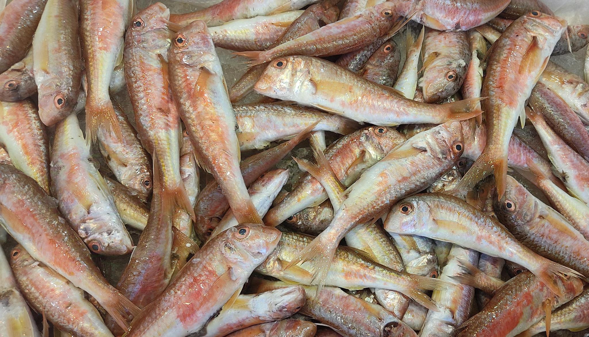 Tekir Balığı ve Avcılığı: Denizlerin Lezzetli Hedefi : Ahalim