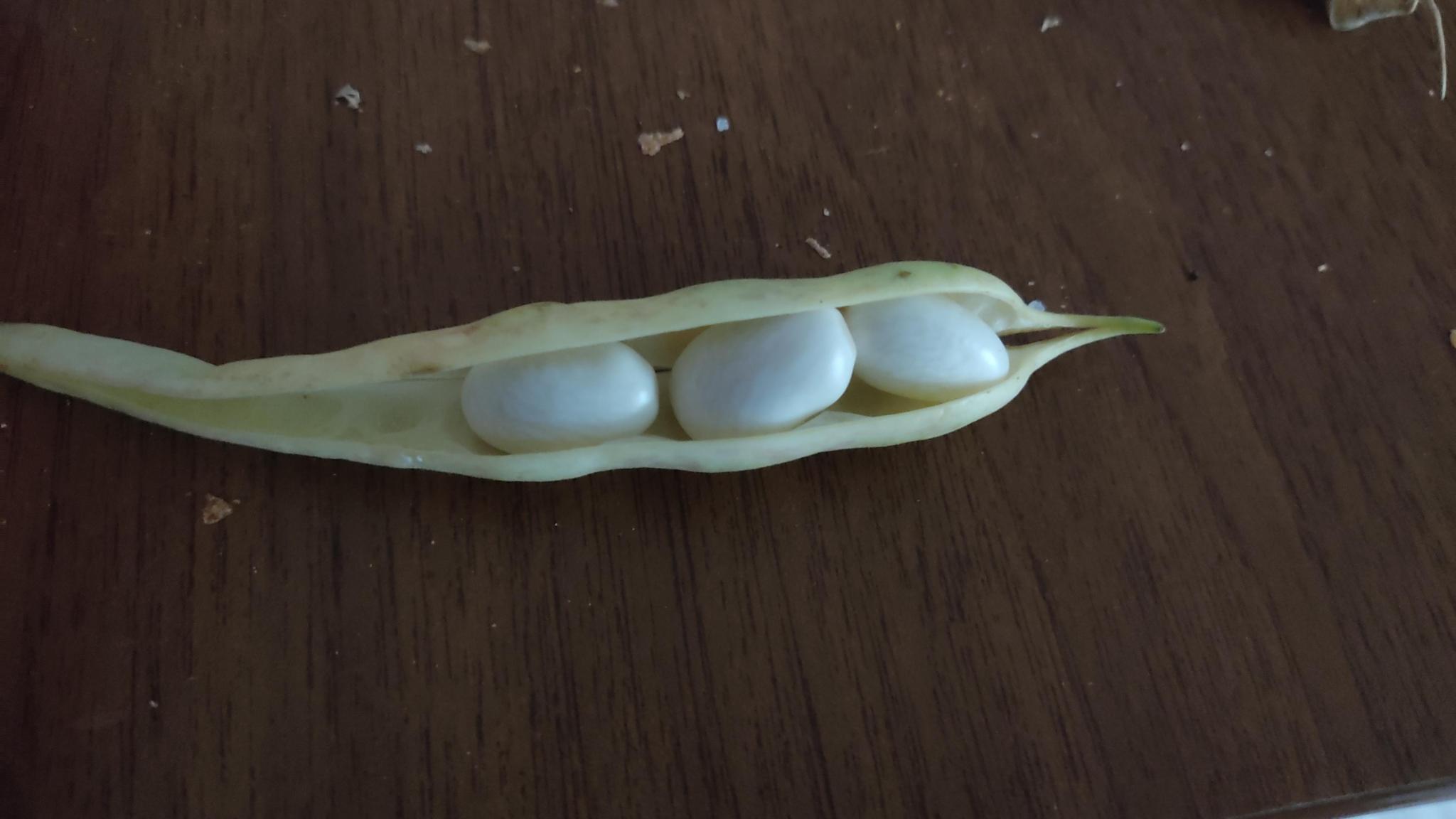 Badalan Fasulyesi ve Yemeği : Ahalim