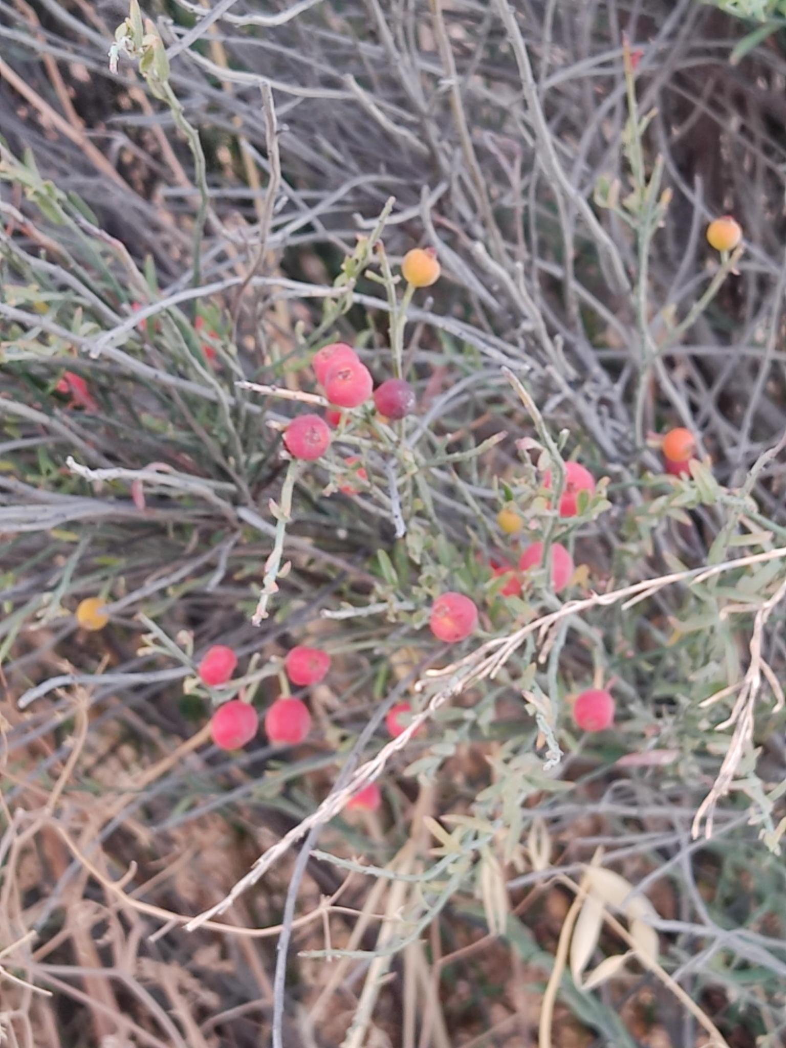 Ephedra Major Hakkında Detaylı Yazı : Ahalim