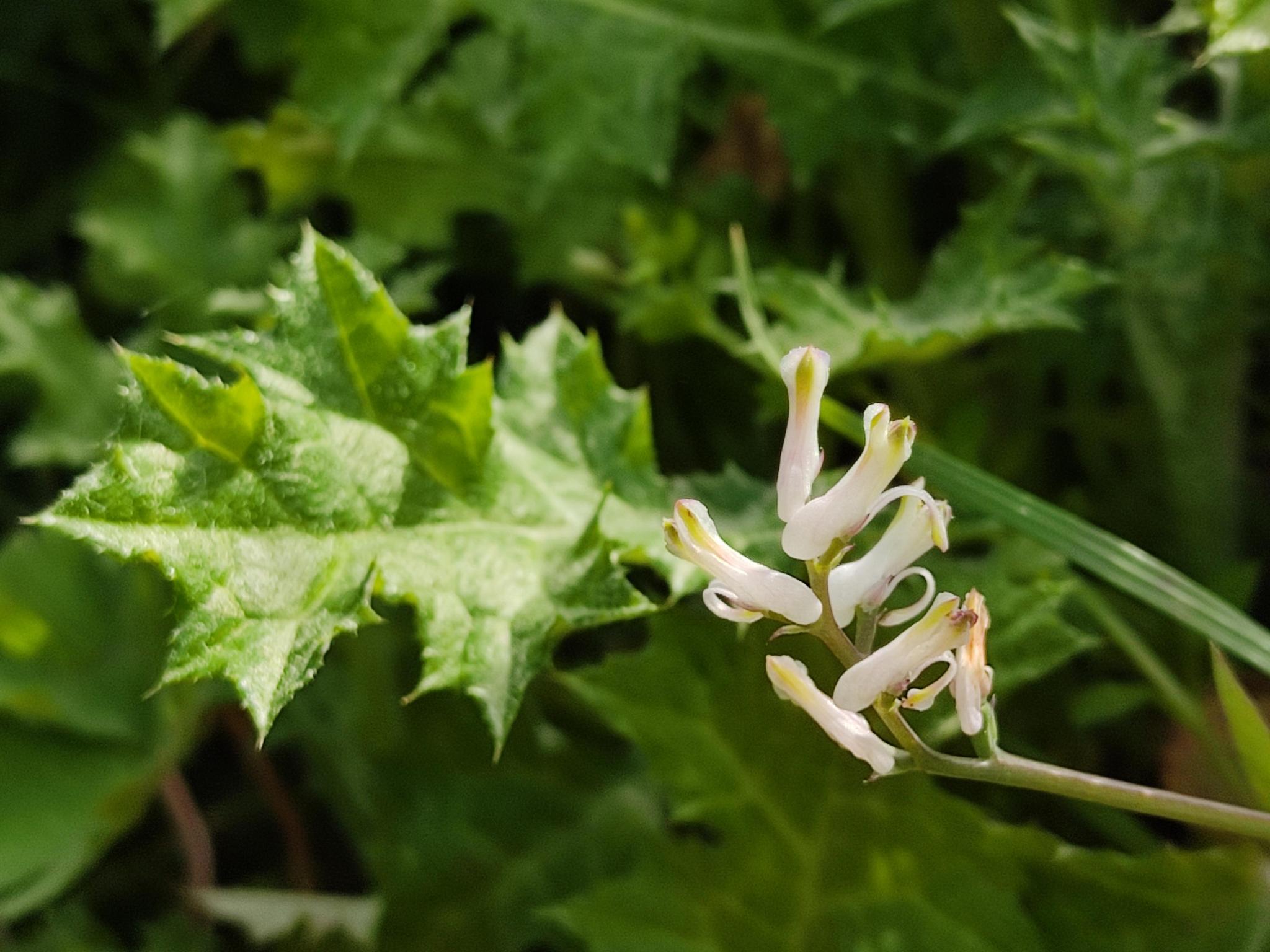 Fumaria parviflora Lam. Hakkında Detaylı Bilgi : Ahalim