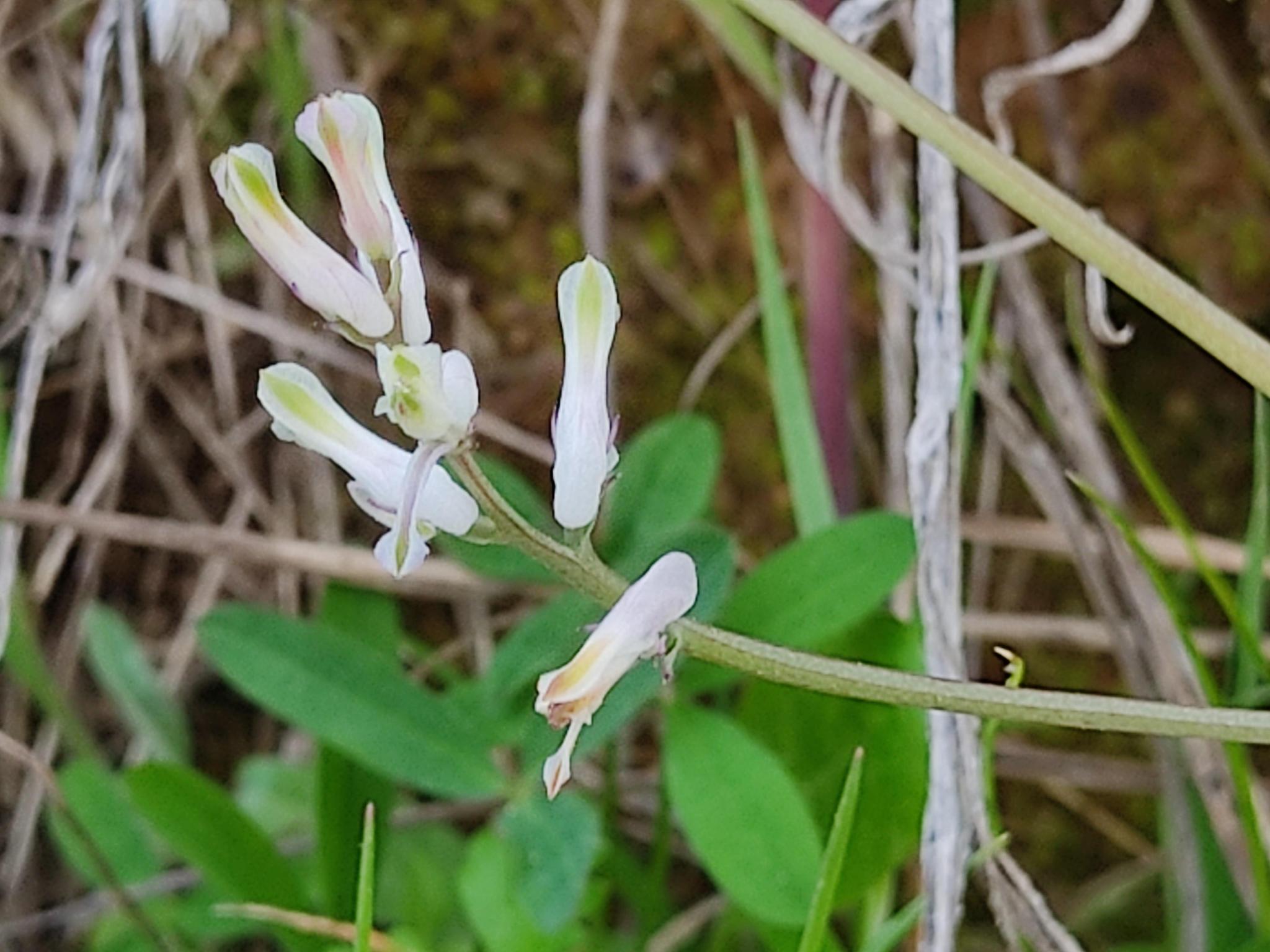 Fumaria parviflora Lam. Hakkında Detaylı Bilgi : Ahalim