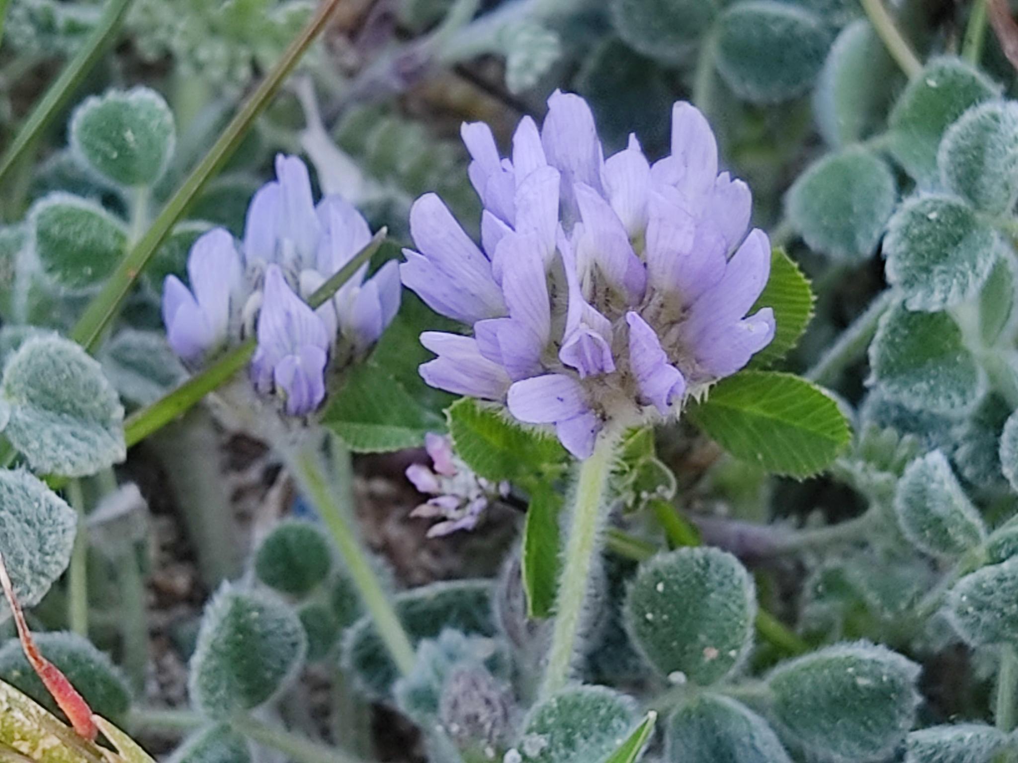 Ayvalık Çemeni (Trigonella coerulescens ayvalikensis): Türkiye'nin ...