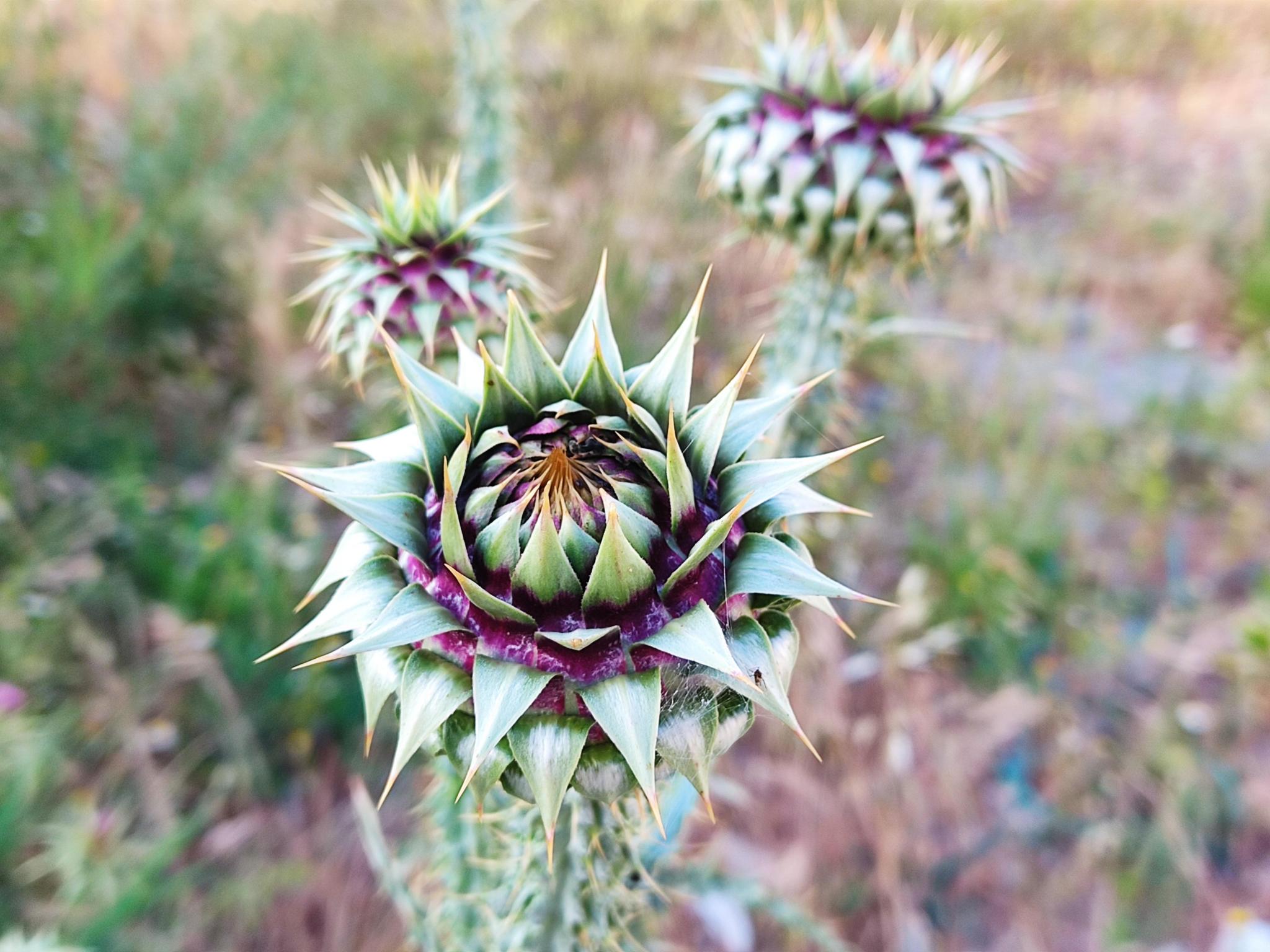 Meryemana Dikeninin (Silybum marianum ) Şifalı Dünyası : Ahalim