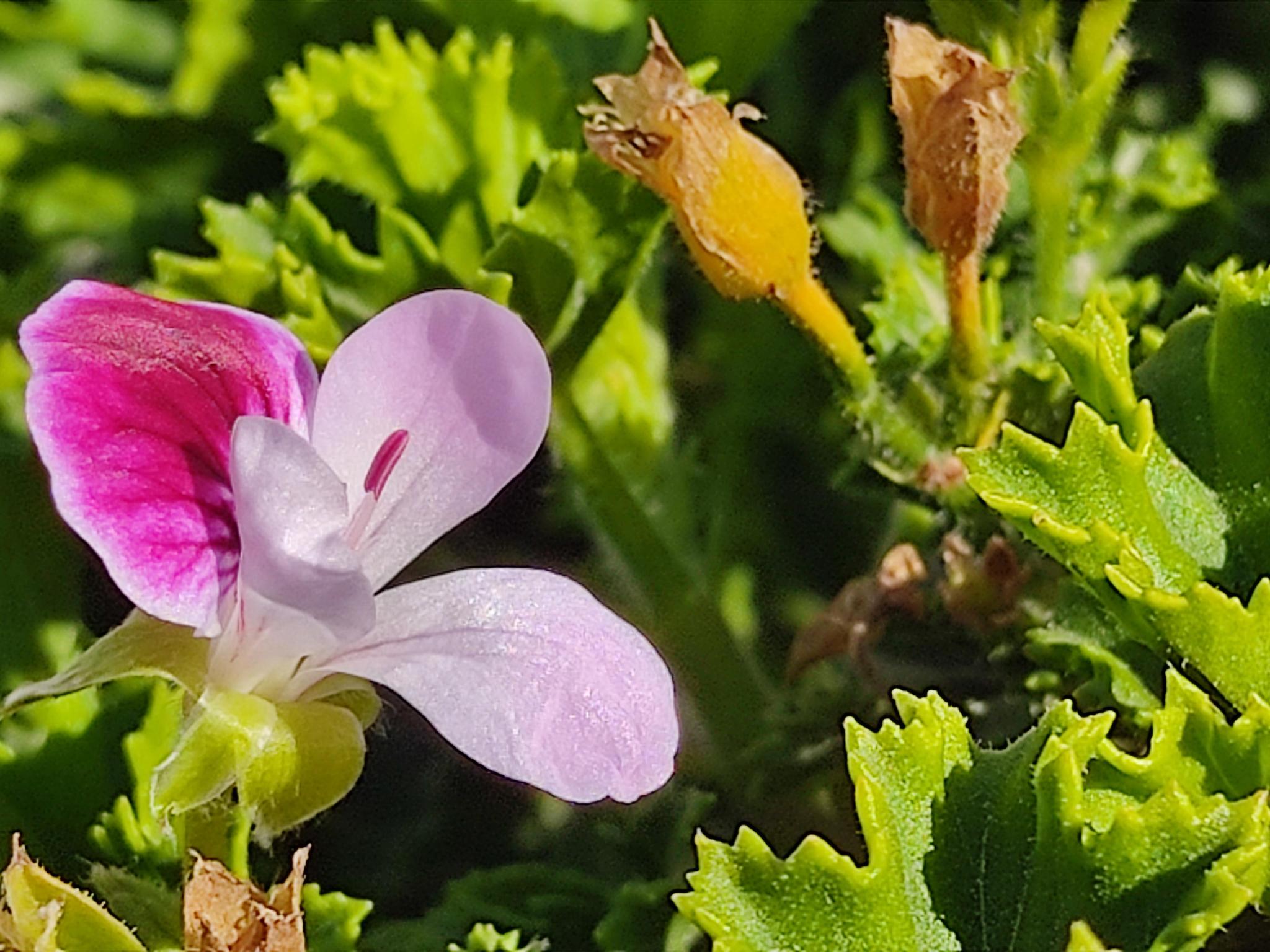 Ceylangözü (Pelargonium capitatum): Hoş Kokulu Bir Bitki : Ahalim