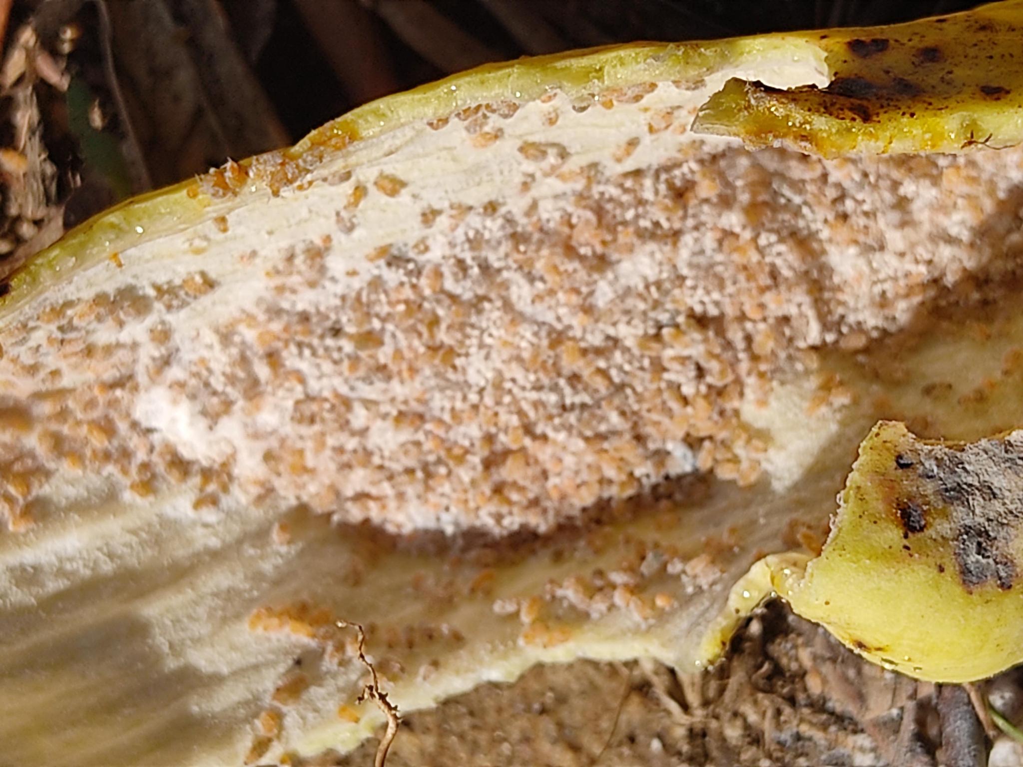 Bitkilerde Gal Oluşumu ve Mücadele Yöntemleri : Ahalim