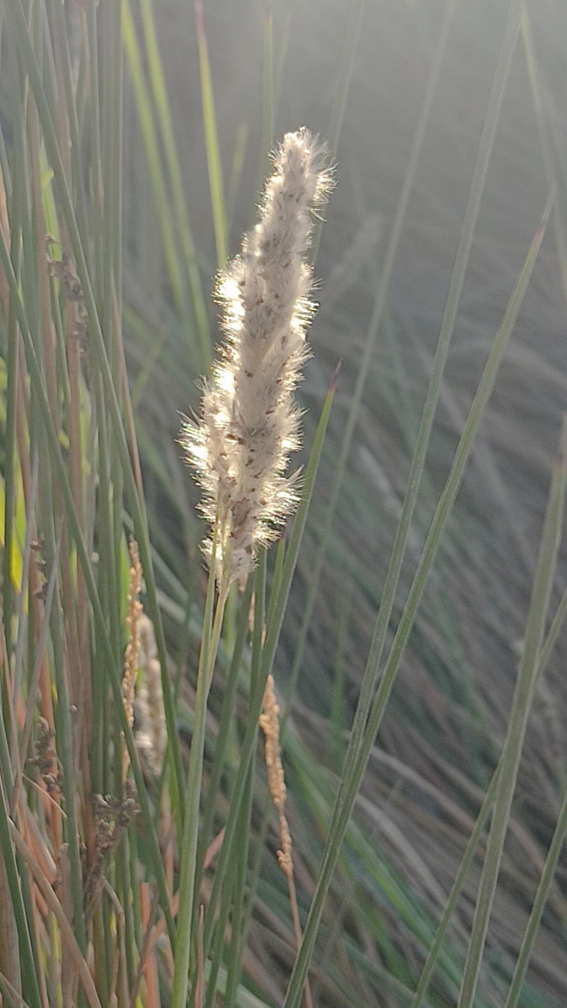 Kındıra (Imperata cylindrica): Hem Faydalı Hem Zararlı Bir Ot : Ahalim