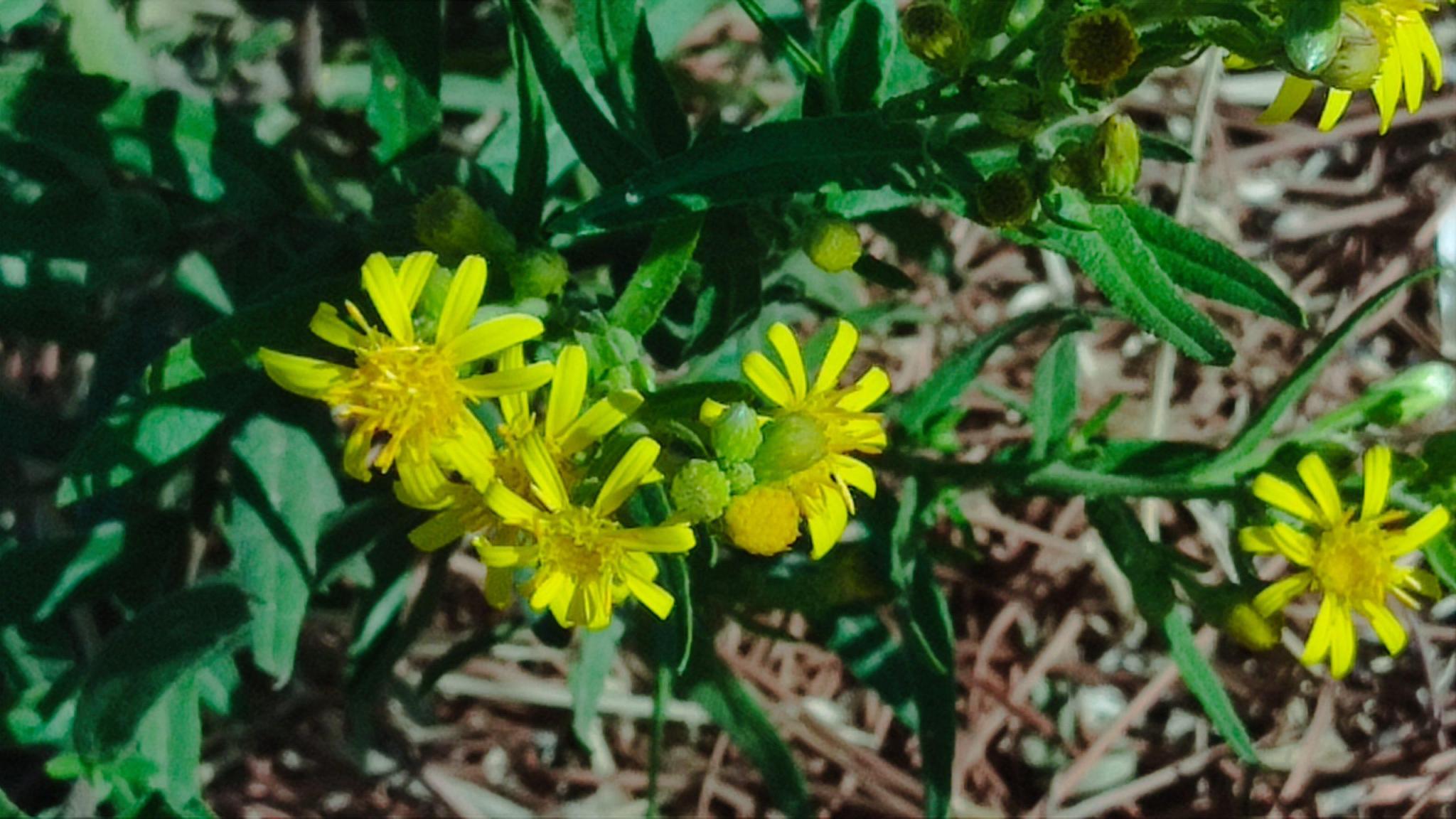 Yapışkan Andız Otu (Inula viscosa L.): Ayrıntılı Bir İnceleme : Ahalim