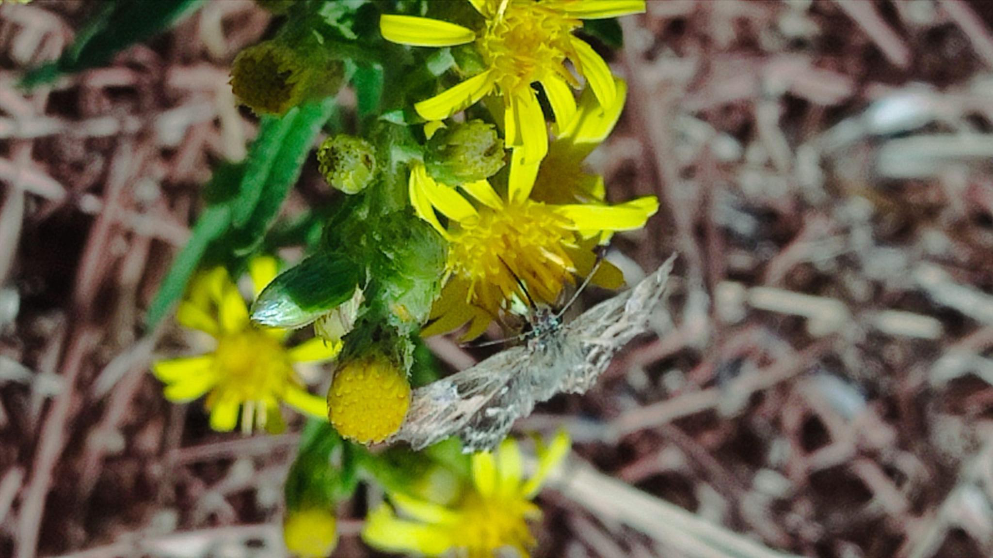 Yapışkan Andız Otu (Inula viscosa L.): Ayrıntılı Bir İnceleme : Ahalim