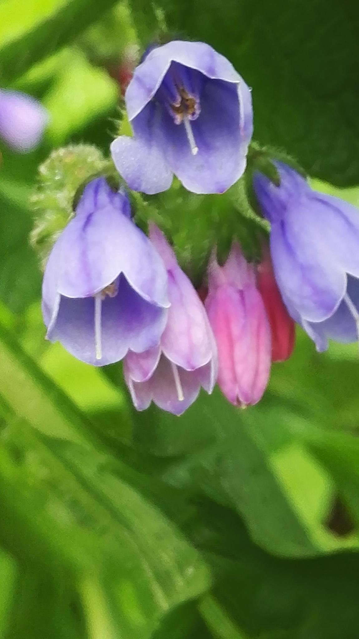 Symphytum officinale (Orman Kafesotu): Şifa Kaynağı Bitkinin Detaylı ...