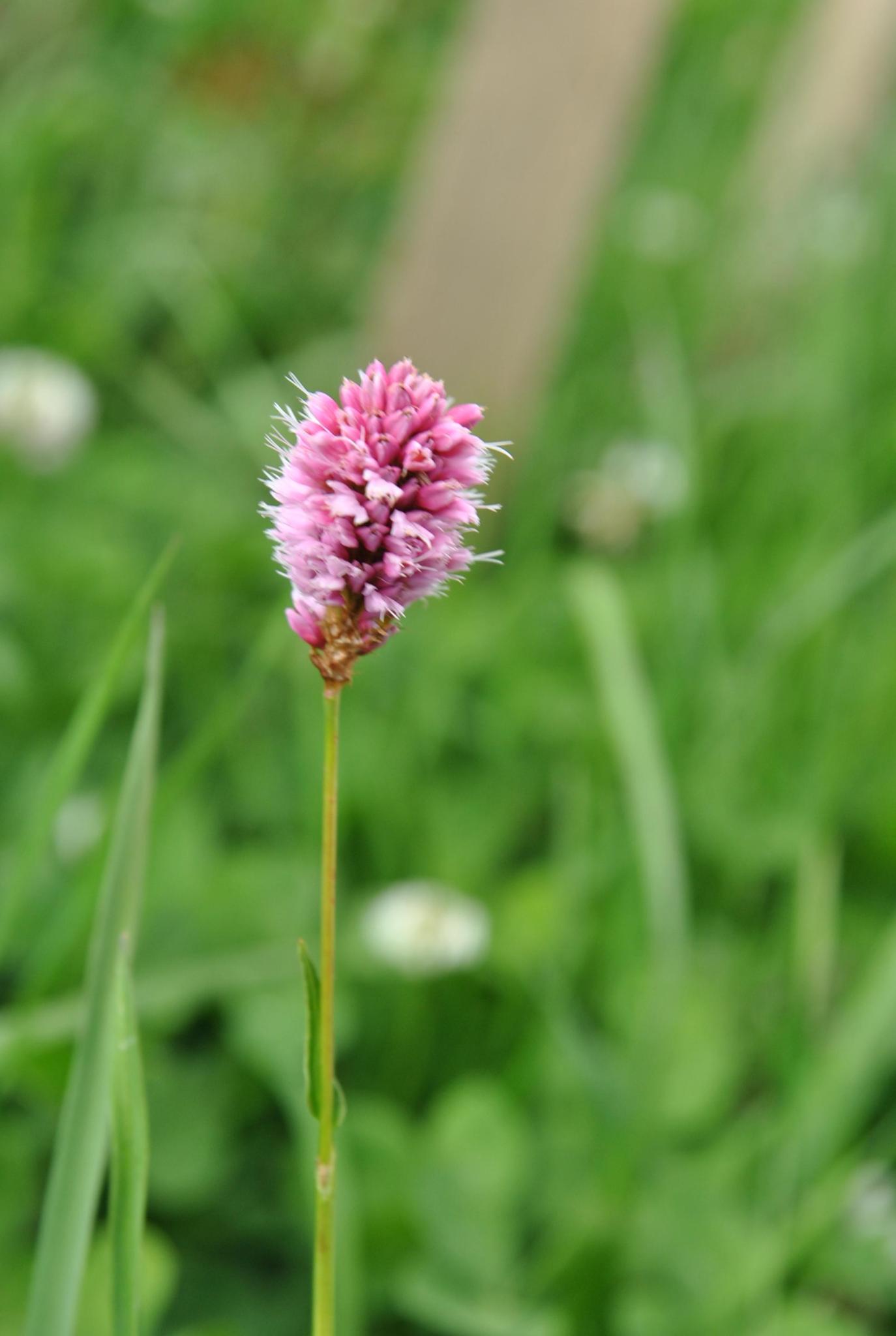Bistorta officinalis: Geleneksel Tıbbın Değerli Bir Bitkisi : Ahalim