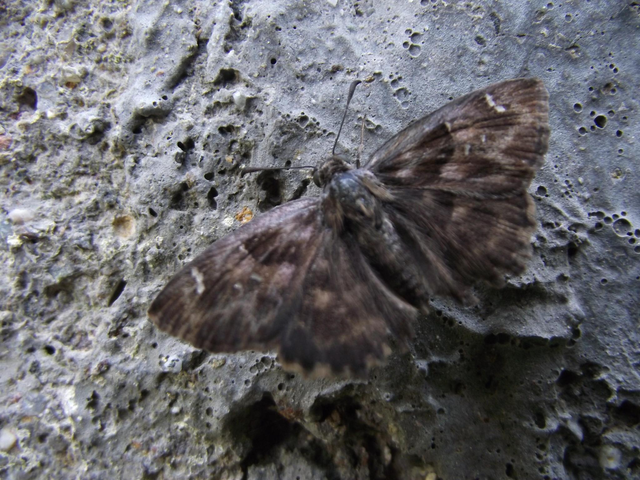 Pellicia: Gizemli Kelebeklerin Dünyası : Ahalim