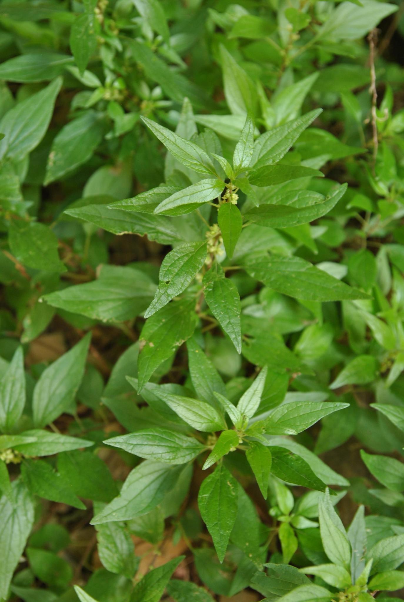 Duvar fesleğeni (Parietaria officinalis): Gizli Şifalı Ot : Ahalim