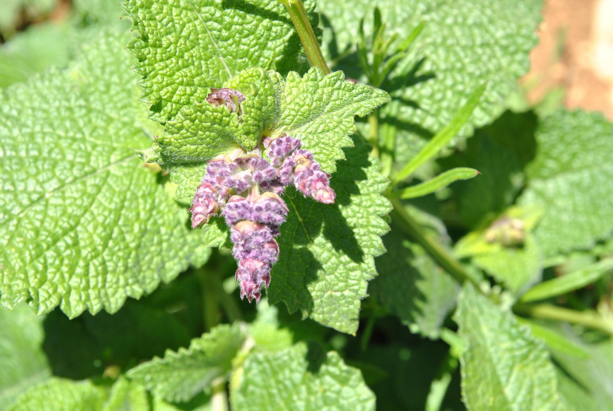 Helezonik Adaçayı (Salvia verticillata): Doğadan Gelen Şifa Deposu : Ahalim