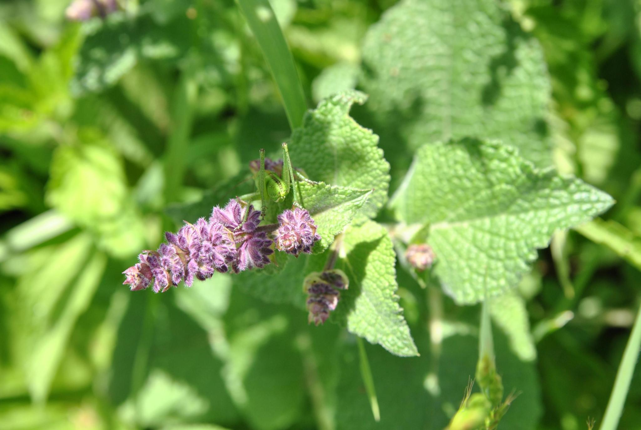 Helezonik Adaçayı (Salvia verticillata): Doğadan Gelen Şifa Deposu : Ahalim