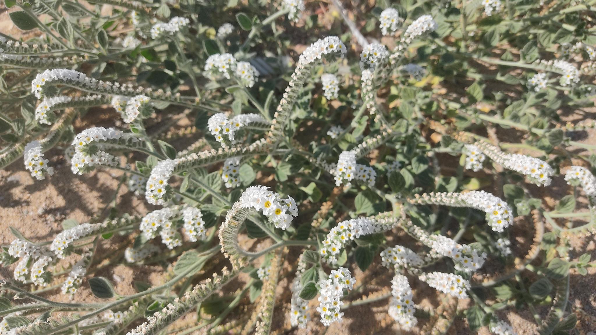 Heliotropium europaeum L. (Akrep Otu) Hakkında Kapsamlı Bir İnceleme ...