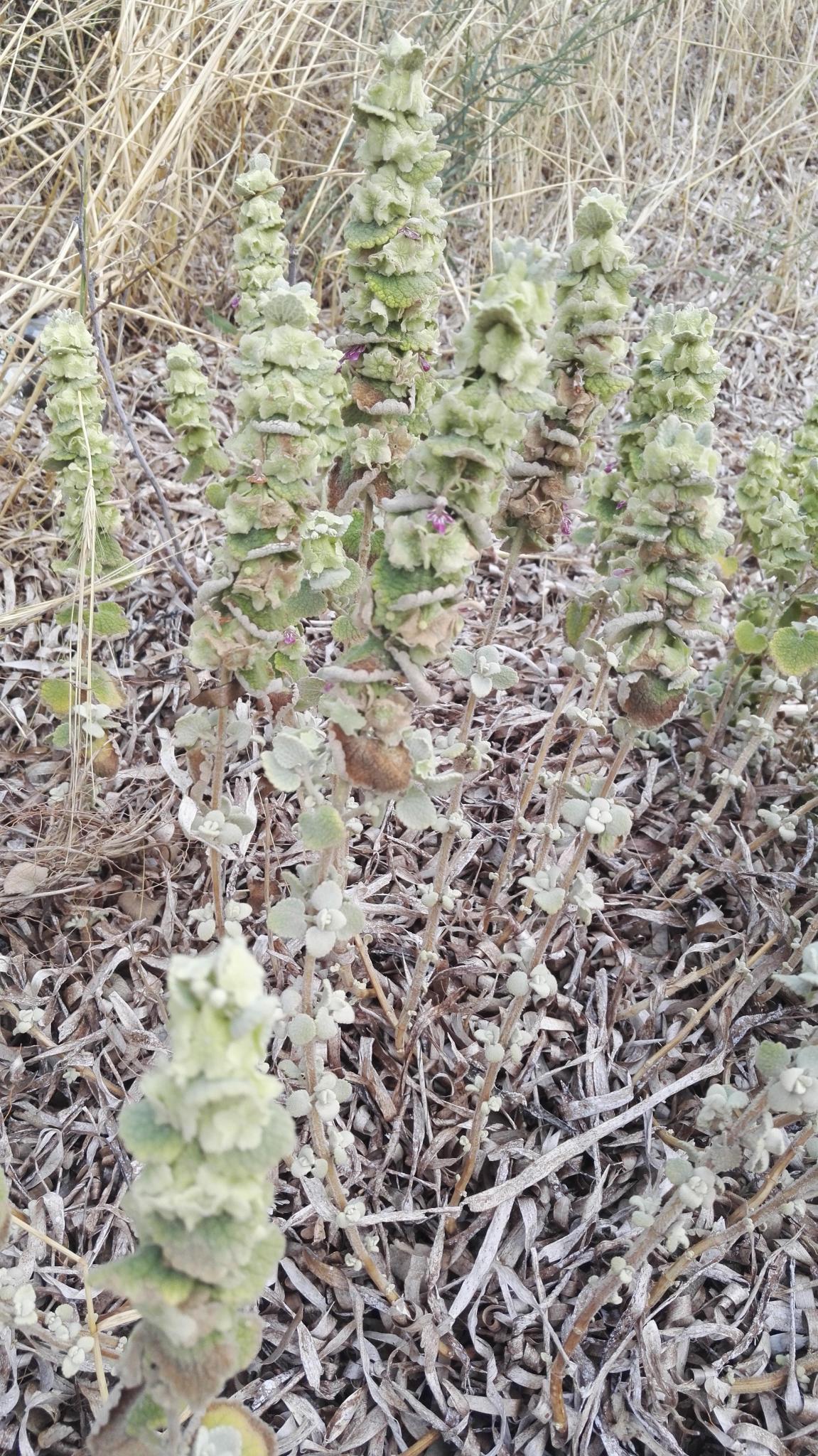 Hoşnemnem (Ballota acetabulosa): Anadolu'nun Şifalı Bitkisi : Ahalim