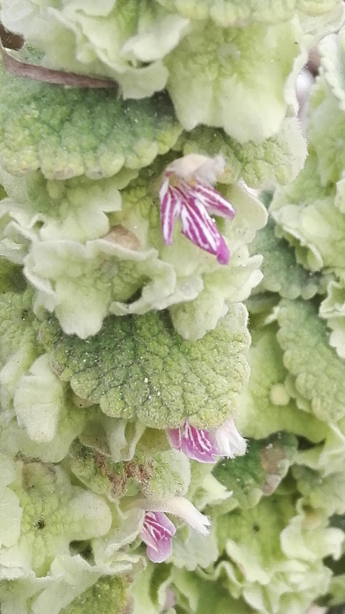 Hoşnemnem (Ballota acetabulosa): Anadolu'nun Şifalı Bitkisi : Ahalim