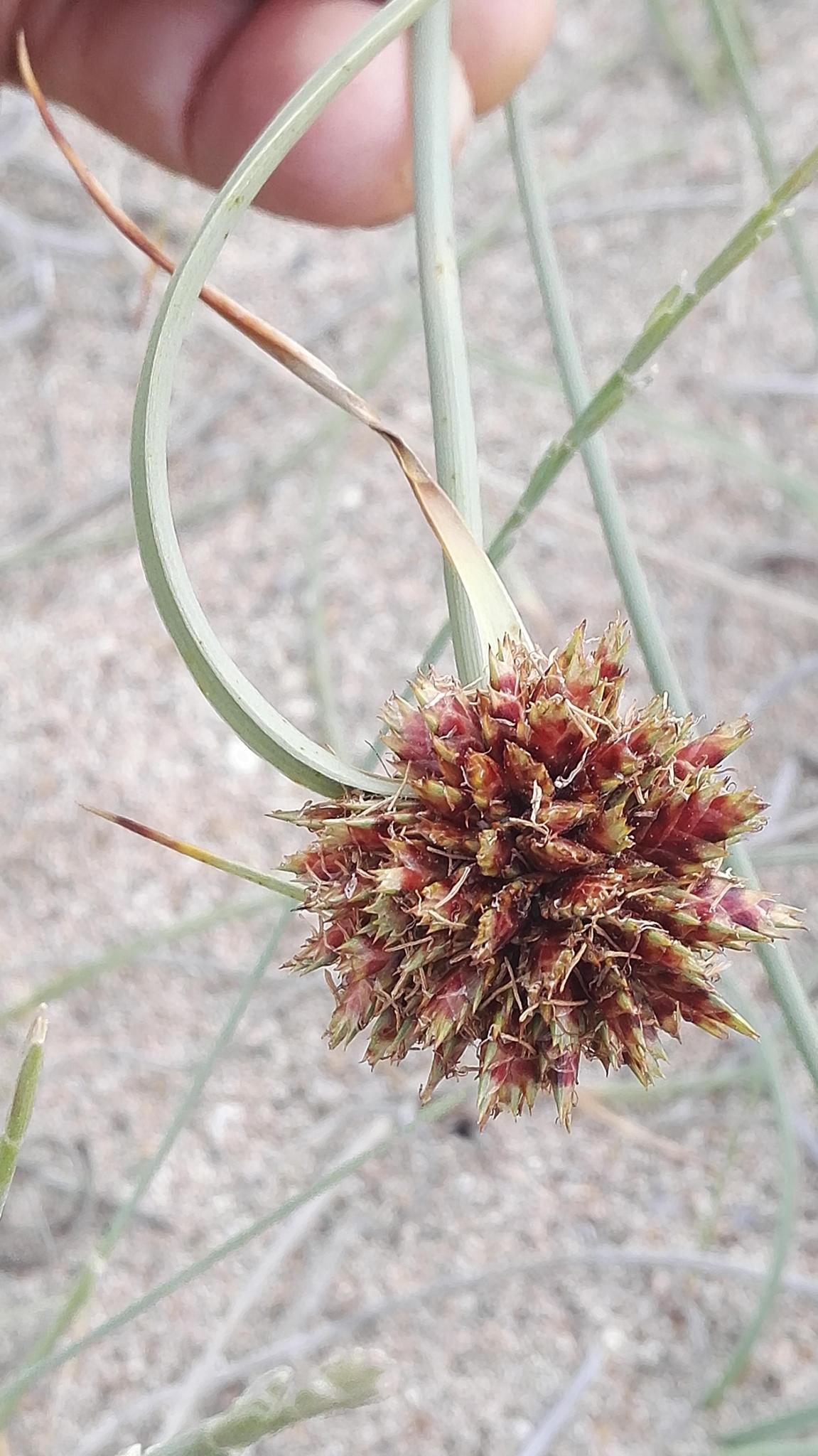 Şehvetotu (Cyperus capitatus): Gizemli Bataklık Bitkisi : Ahalim
