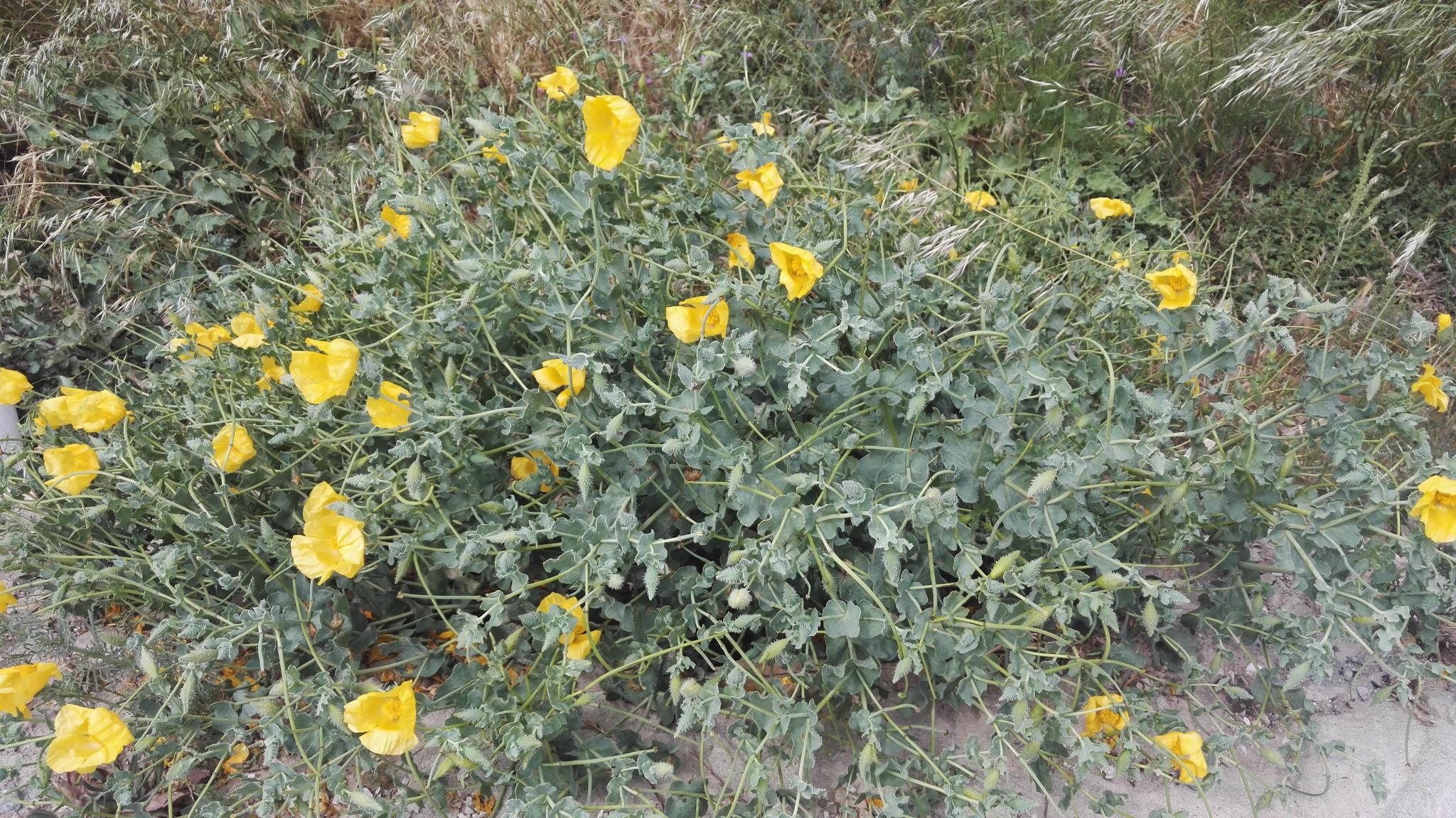Gündürmelalesi (Glaucium flavum Crantz): Sahilin Parlak Yıldızı : Ahalim