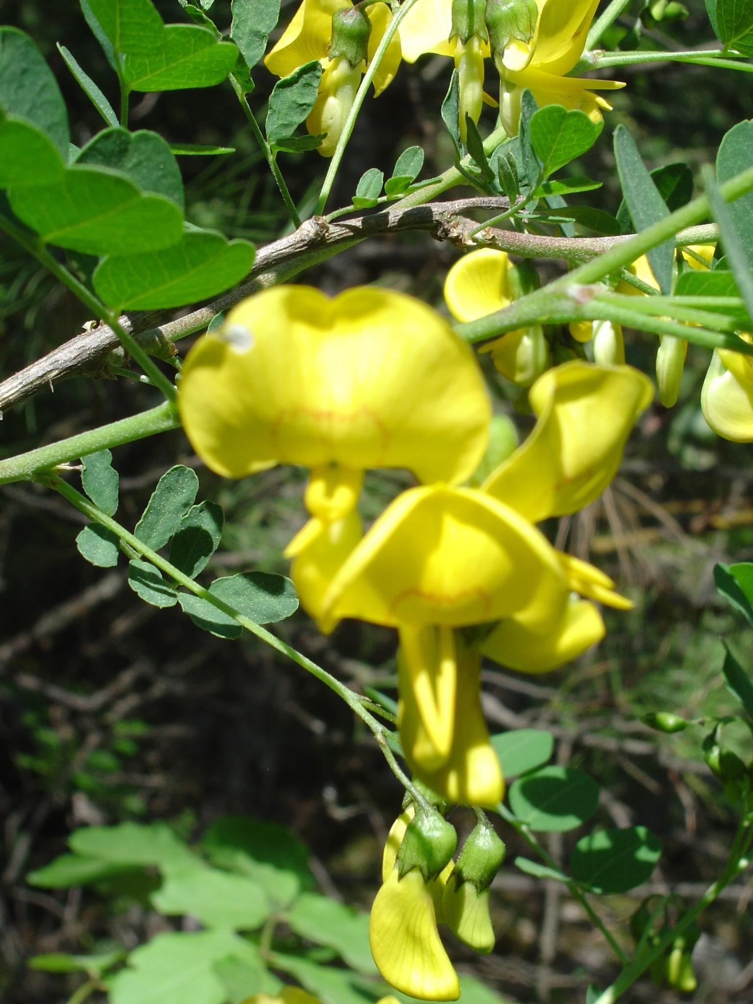 Patlangaç (Colutea arborescens L.): Patlayan Tohumları ve Şifalı ...
