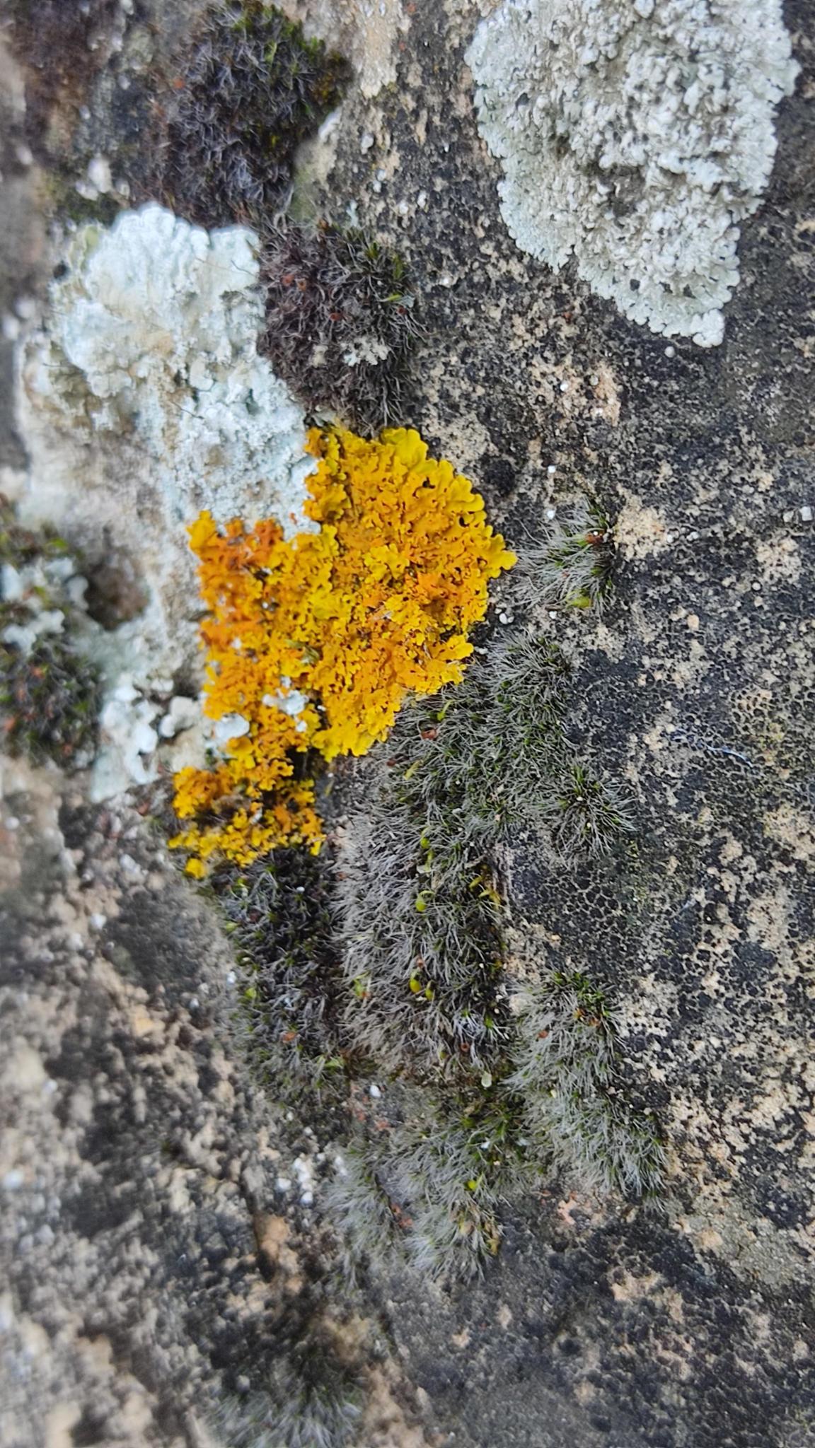 Duvarların Altın Süsü: Xanthoria parietina (Duvar Liken) : Ahalim