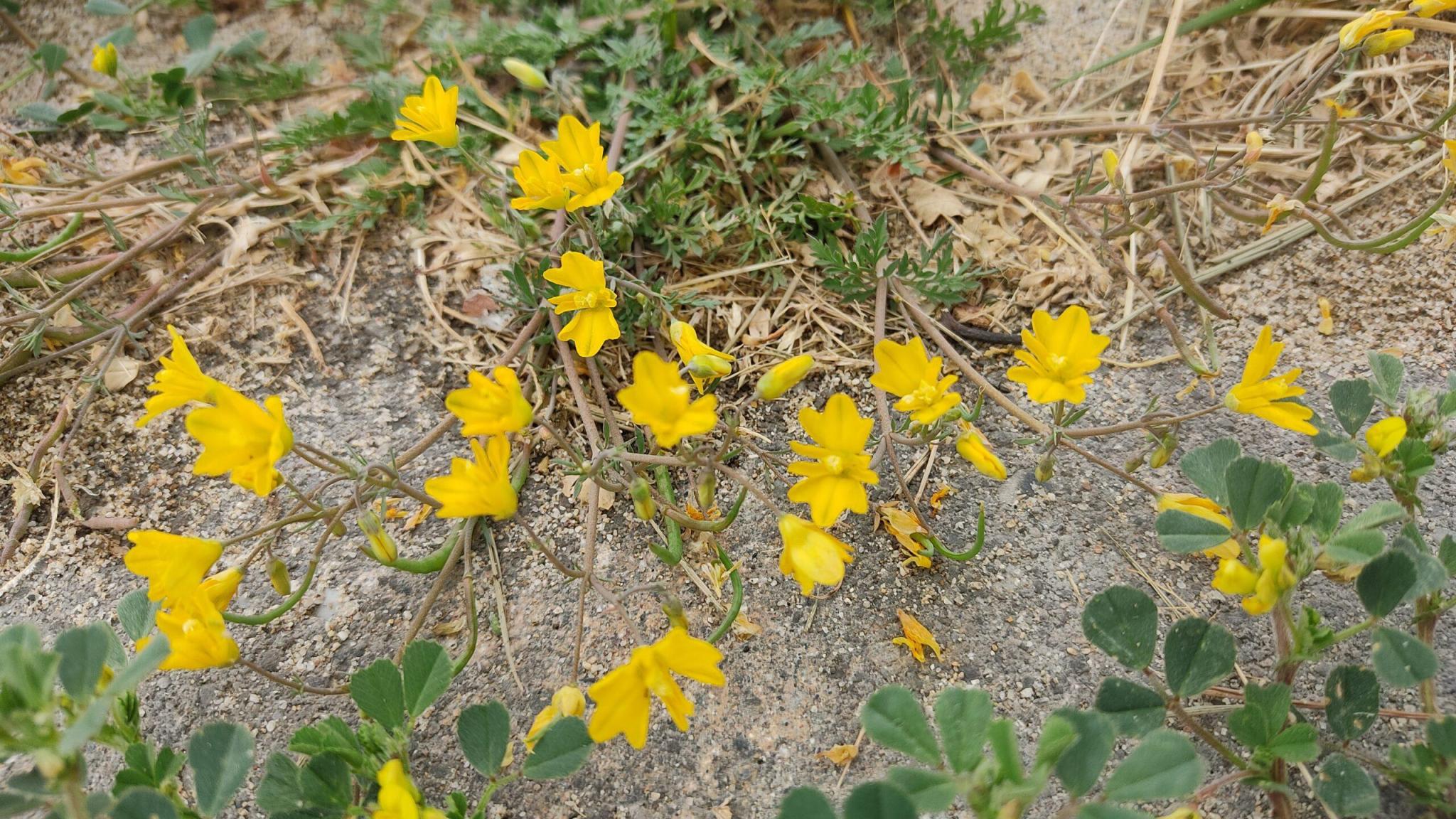 Hypecoum procumbens: İlginç Bir Bitki Türü : Ahalim