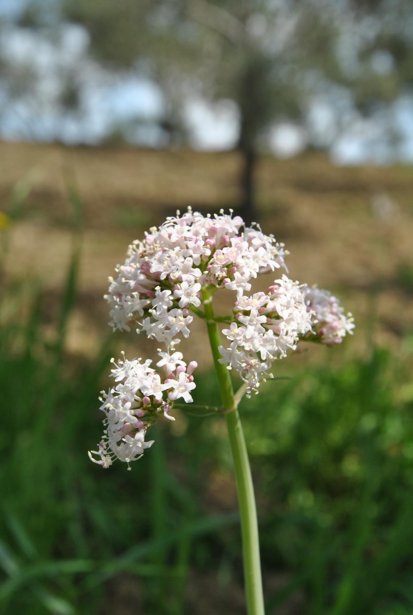 Huzurun Kokusu: Kediotları (Valeriana dioica & Valeriana officinalis ...