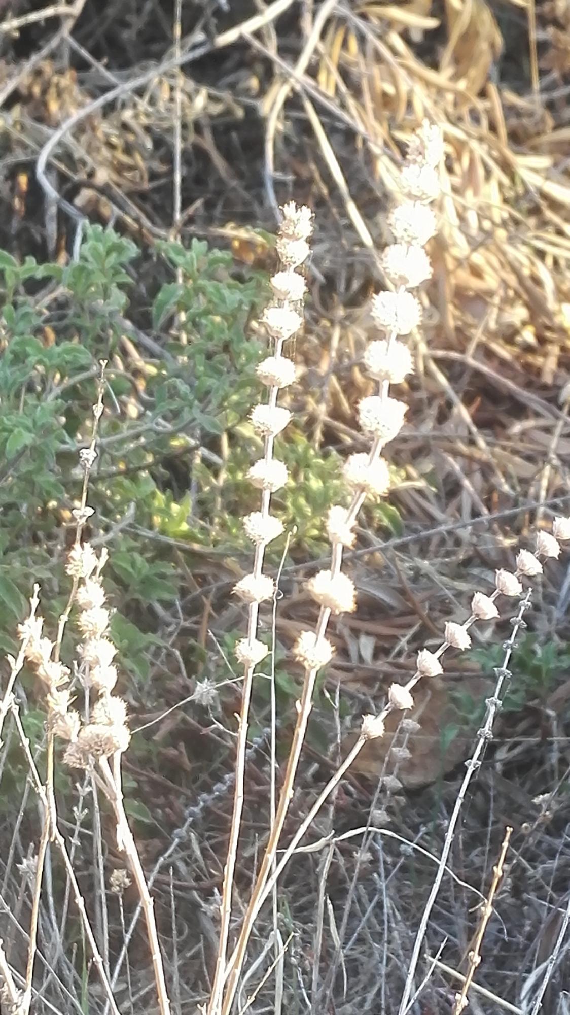 Sideritis hirsuta L. : Ahalim
