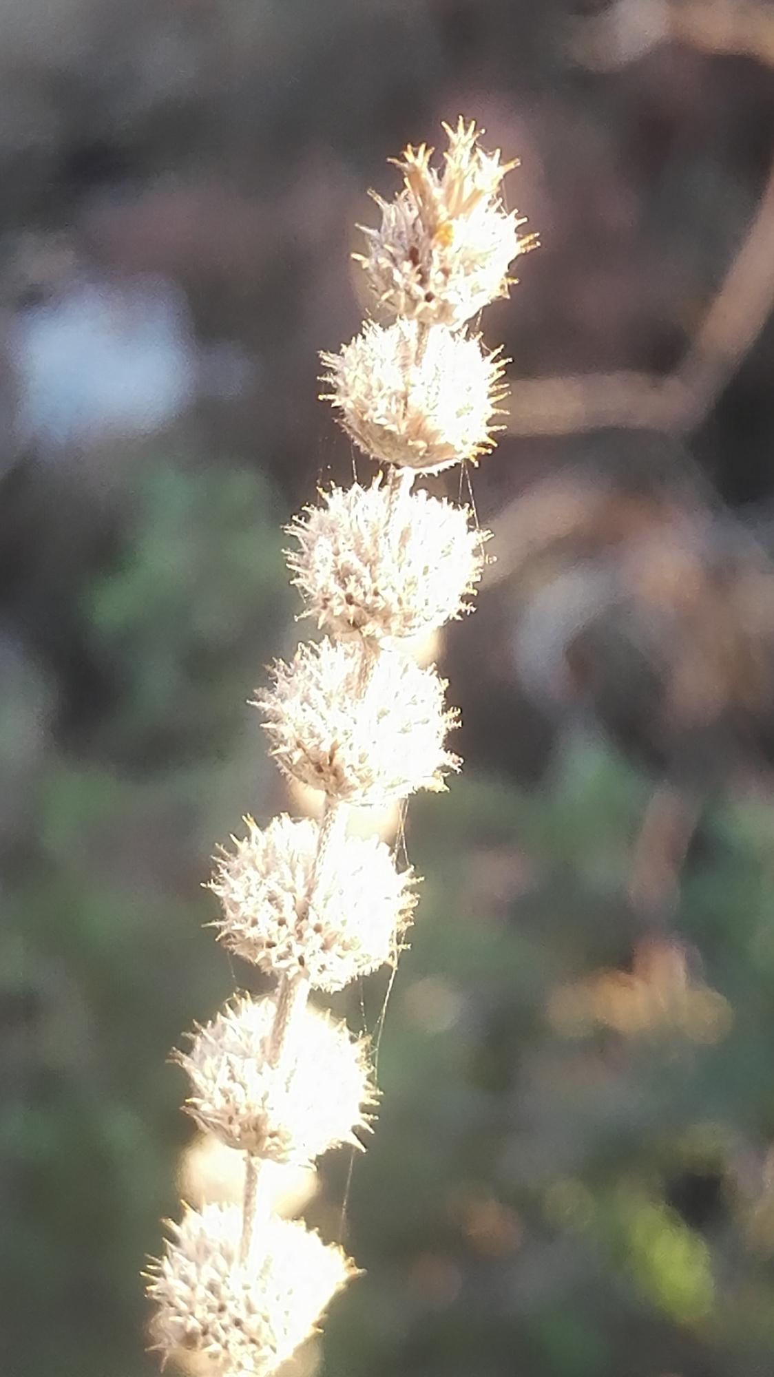 Sideritis hirsuta L. : Ahalim